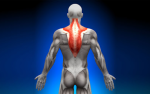 Lower Trap Workouts: 10 Effective Exercises for Strength